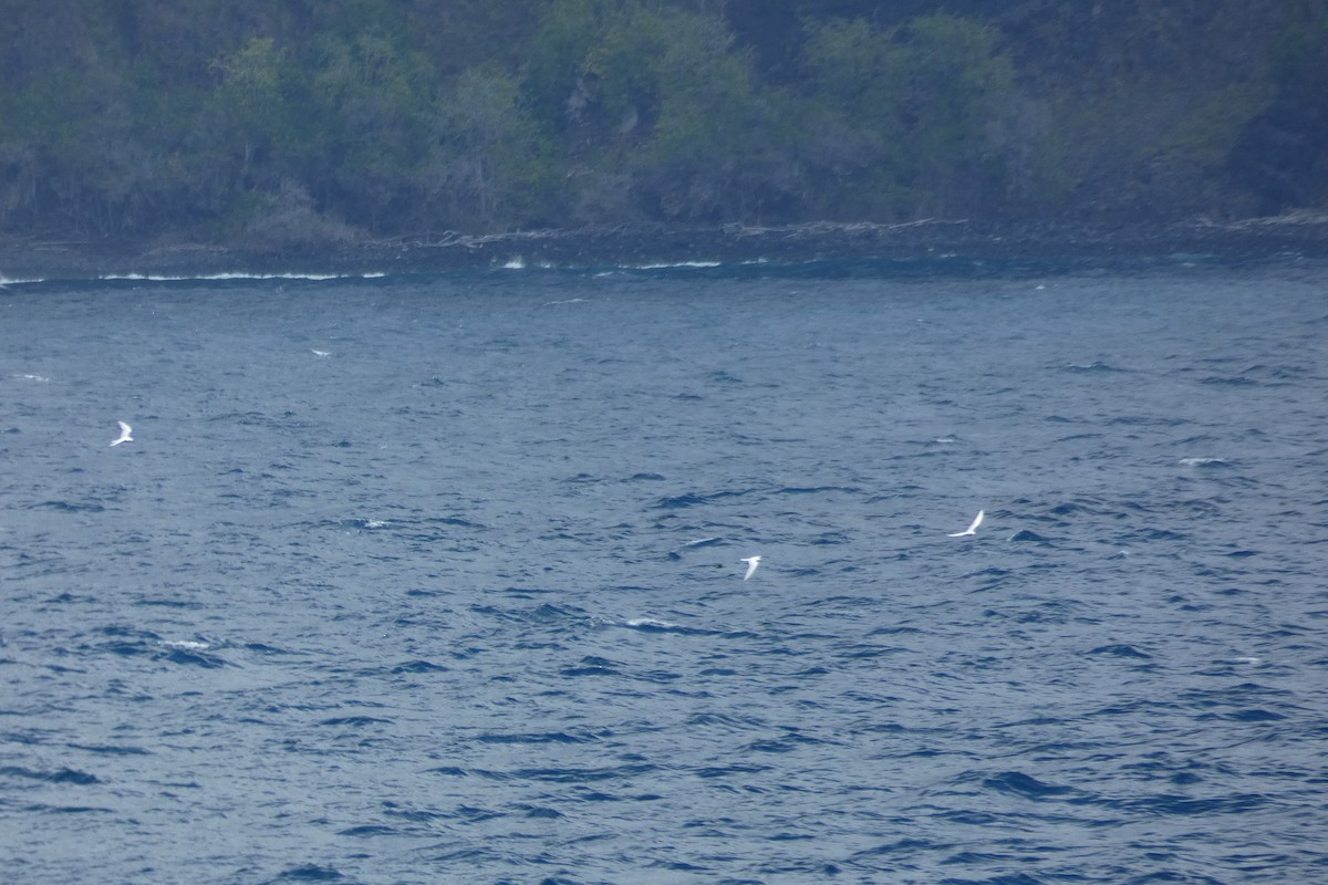 eBird Checklist - 17 Oct 2018 - Bay of Atuona, Marquesa Islands - 5 species