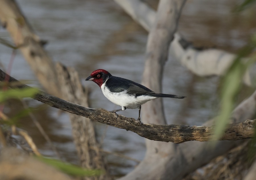 Red-capped x Crimson-fronted Cardinal (hybrid) - eBird