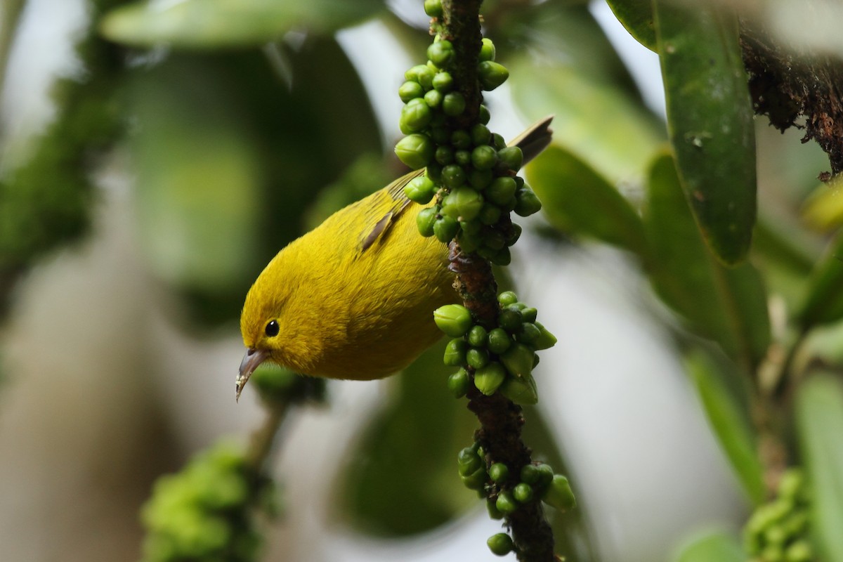 eBird Checklist - 13 Mar 2015 - US-HI-Kauai: Alaka'i Wilderness ...