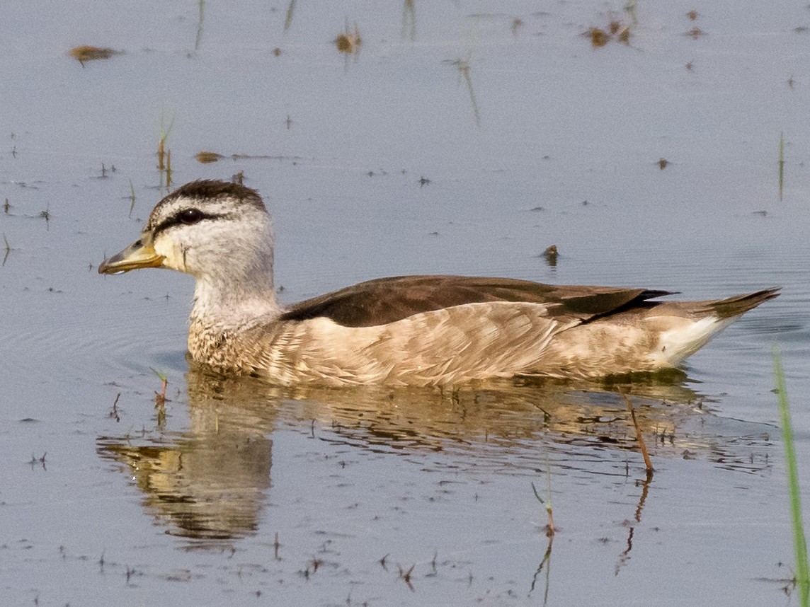 Cotton Pygmy-Goose - eBird