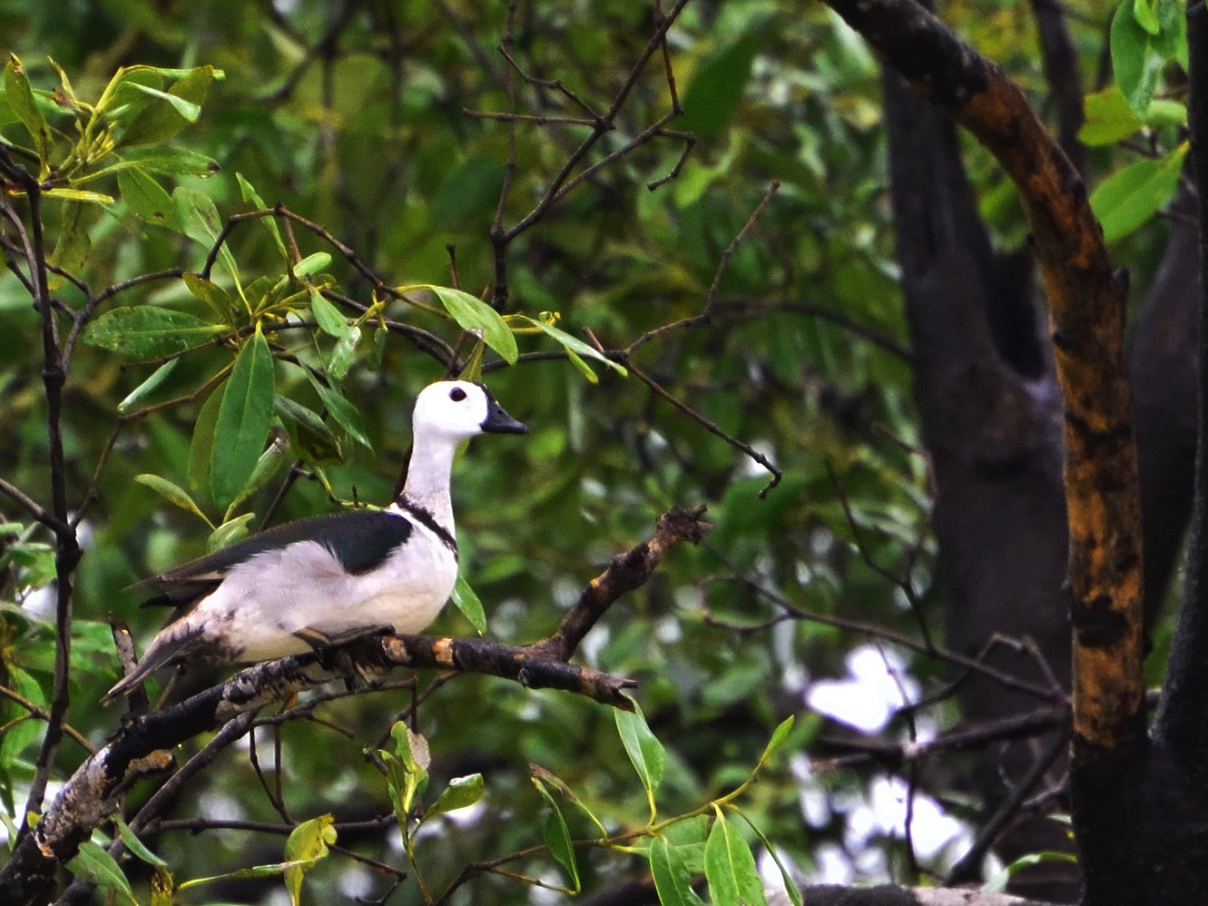 Cotton Pygmy-Goose (Cotton Teal) - eBird