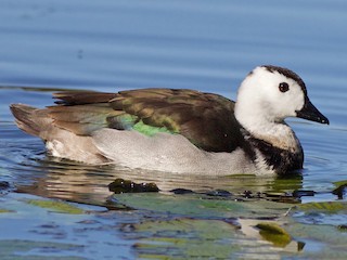 Cotton Pygmy-Goose - eBird