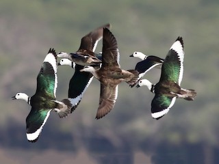 Cotton Pygmy-Goose (Cotton Teal) - eBird