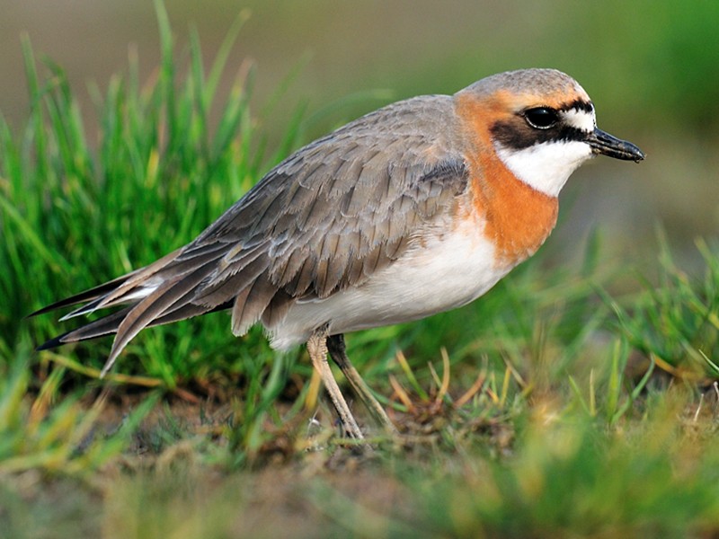 Siberian/Tibetan Sand-Plover - eBird