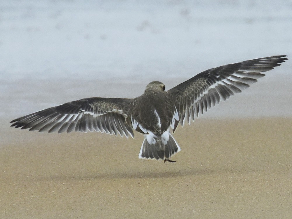 Lesser Sand-Plover - eBird Australia