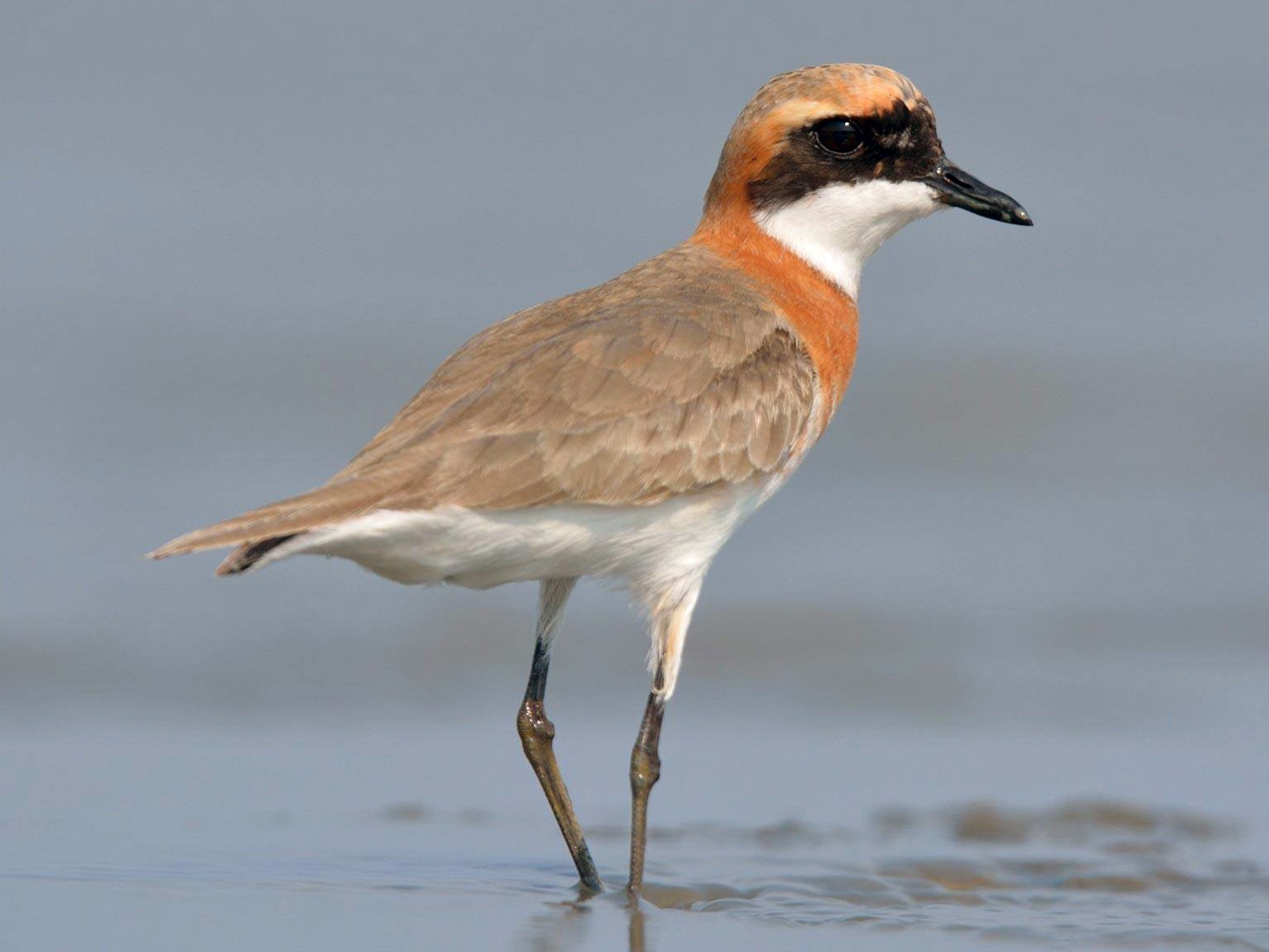 Siberian/Tibetan Sand-Plover - eBird