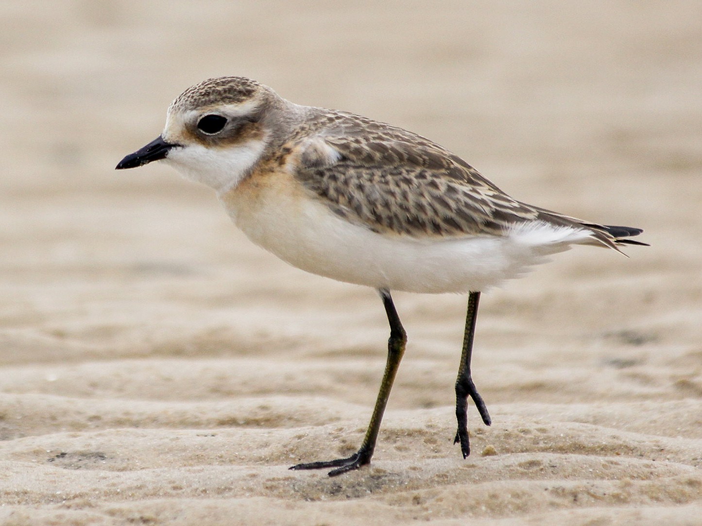 Siberian/Tibetan Sand-Plover - eBird