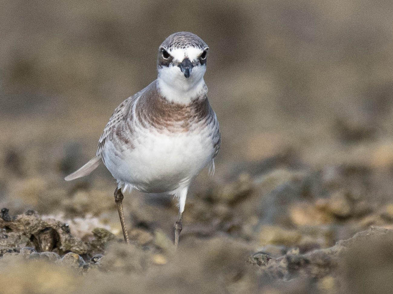 Lesser Sand-Plover - eBird