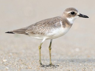 Greater Sand-Plover - eBird