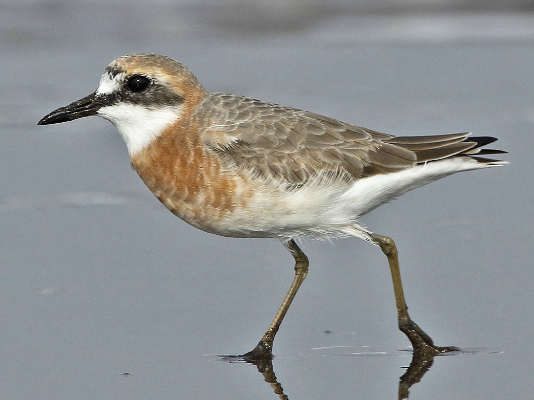 Greater Sand Plover