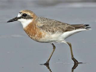 Greater Sand-Plover - eBird