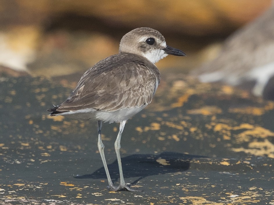 Greater Sand-Plover - eBird