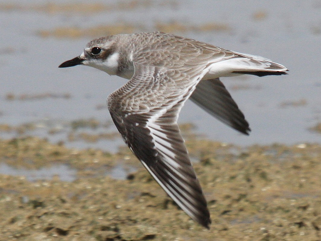 Greater Sand-Plover - eBird