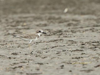 Greater Sand-Plover - eBird