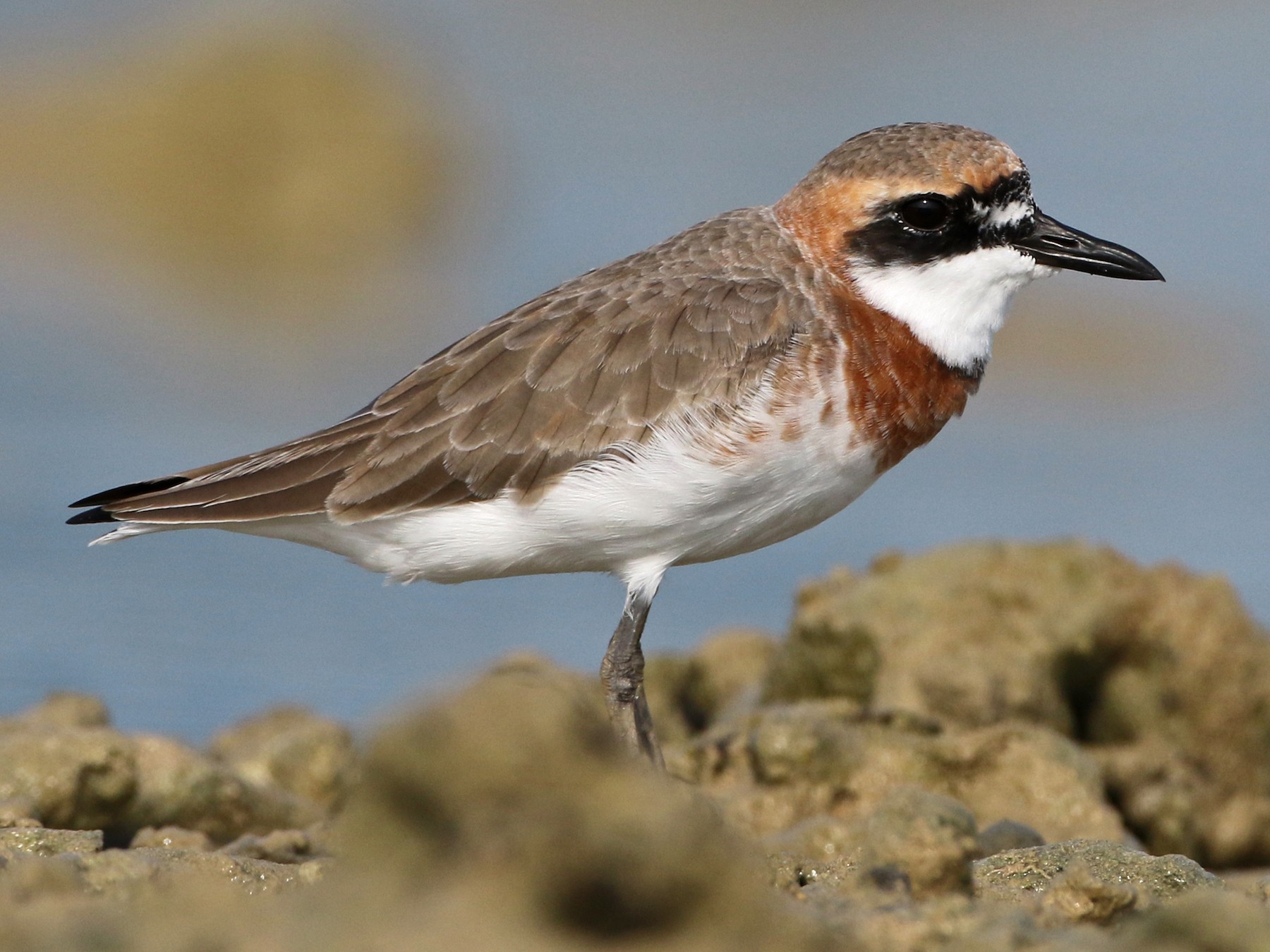 Greater Sand-Plover - eBird