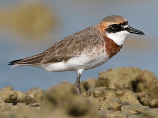 Greater Sand-Plover - eBird