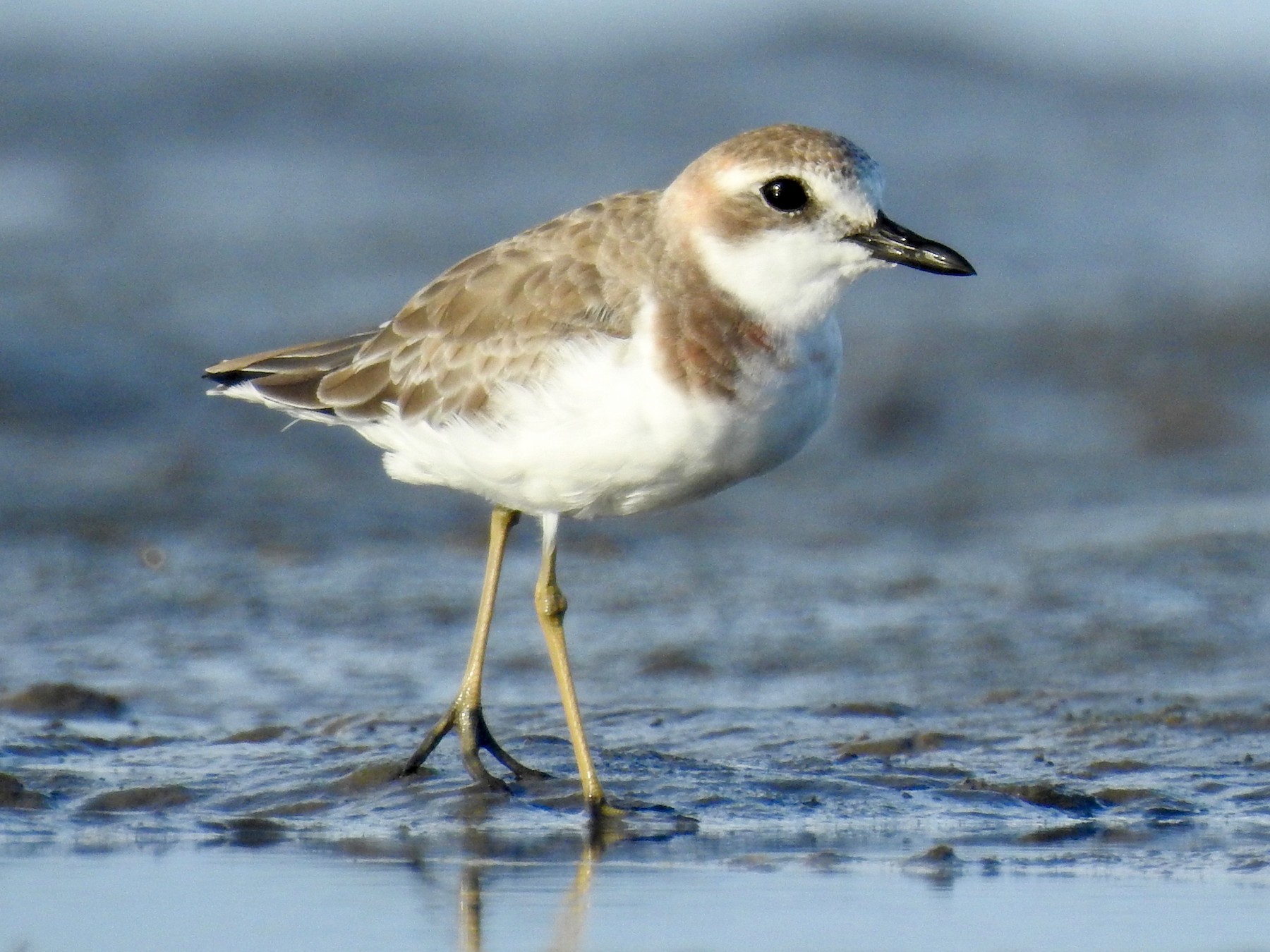 Greater Sand-Plover - eBird