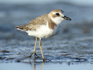 Greater Sand-Plover - eBird