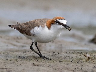 Red-capped Plover - eBird