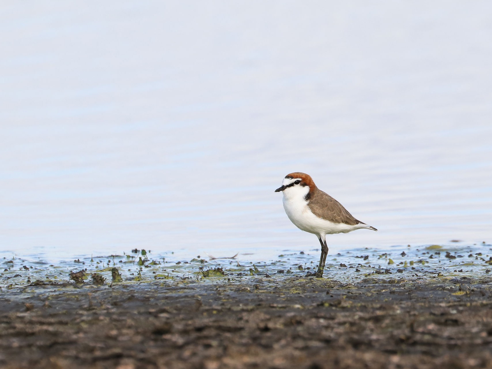 Red-capped Plover - eBird