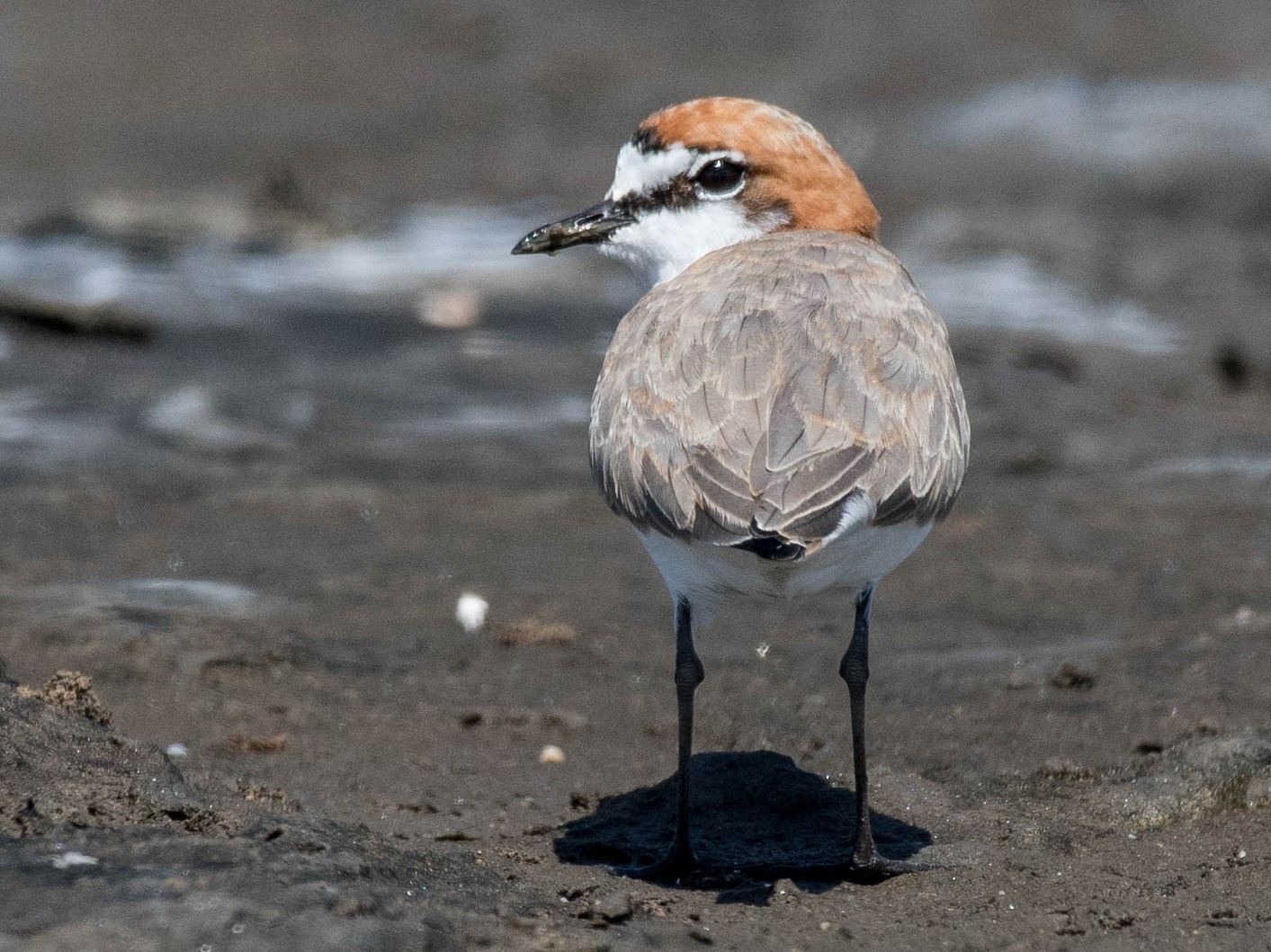Red-capped Plover - eBird