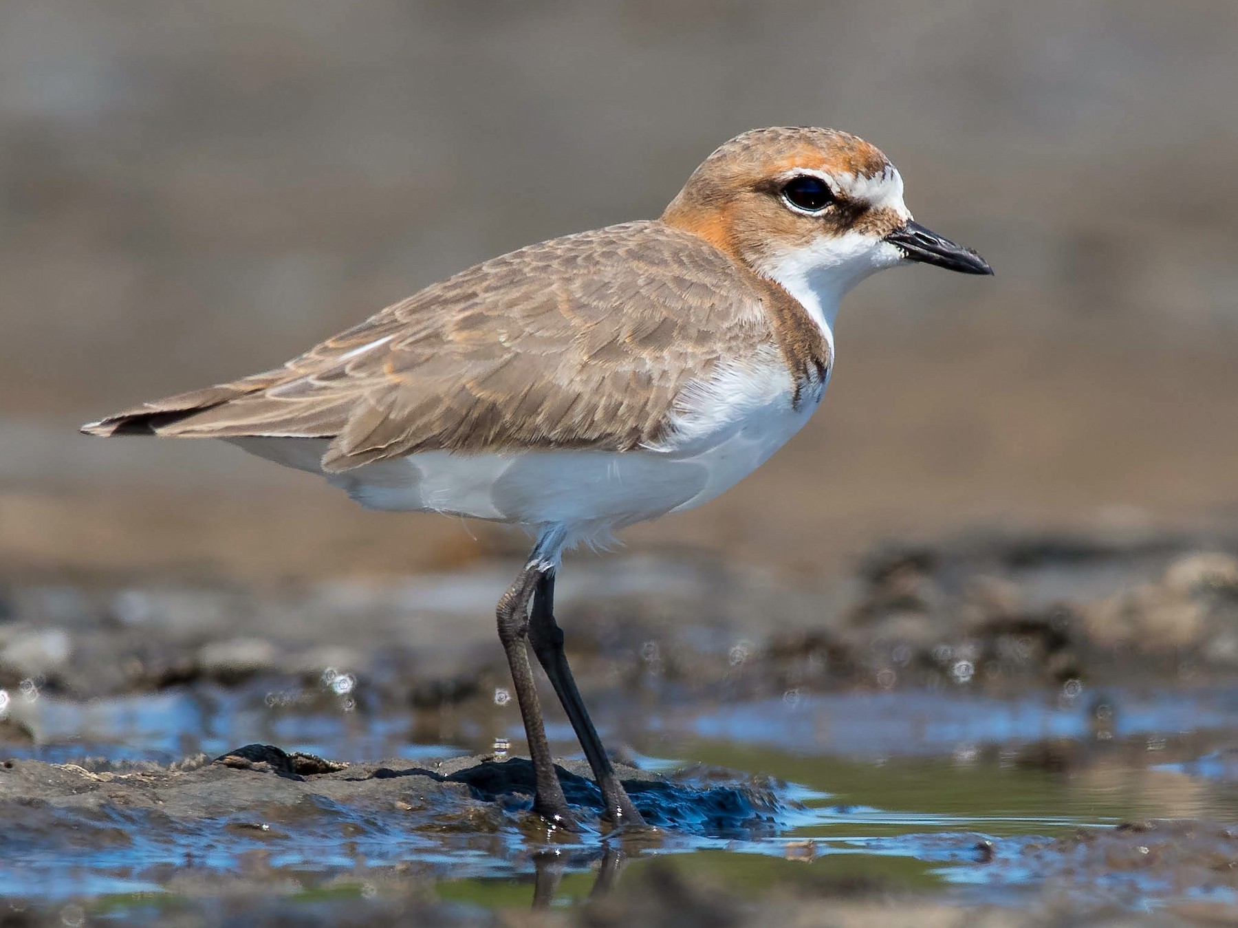 Red-capped Plover - eBird