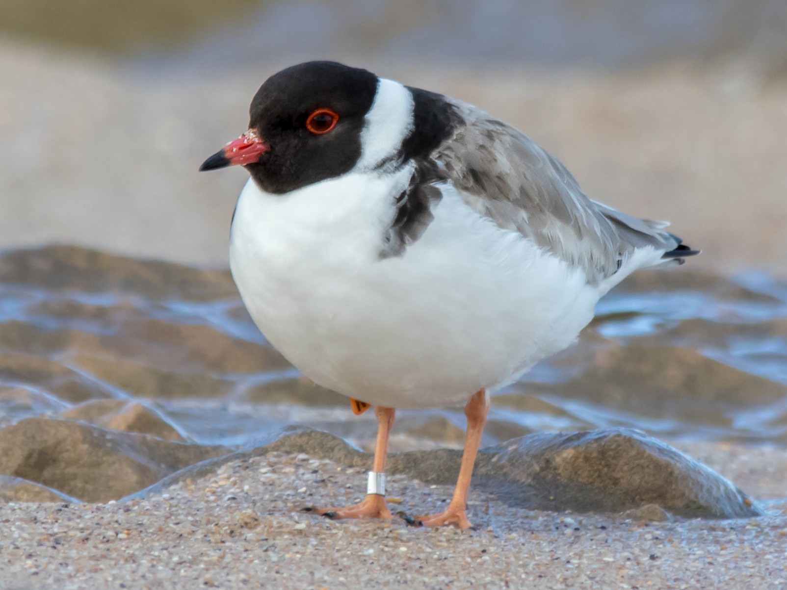 Hooded Plover - eBird