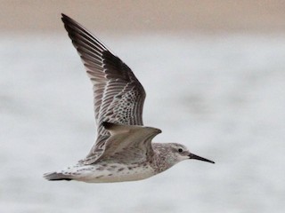 Great Knot - eBird