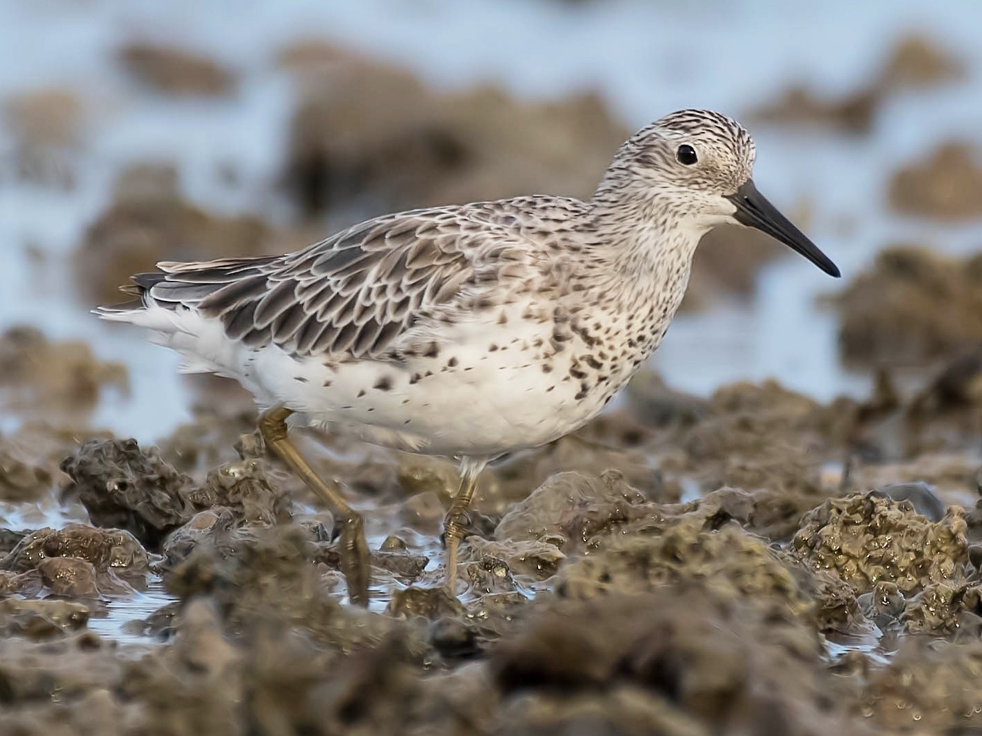 Great Knot - eBird