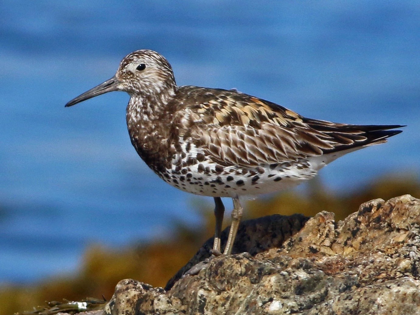 Great Knot - eBird