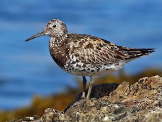 Great Knot - eBird
