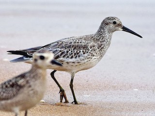 Great Knot - eBird