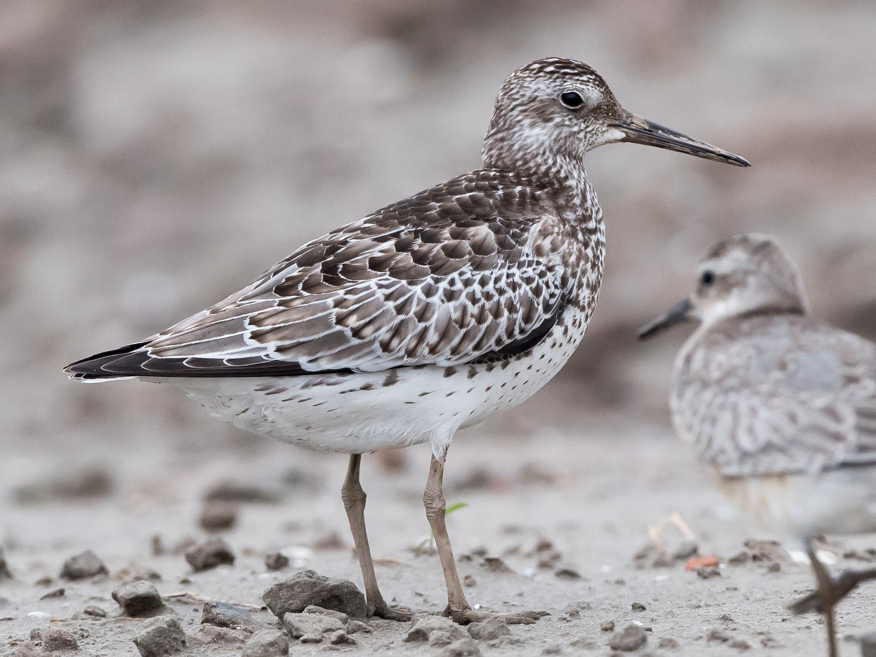 Great Knot - eBird