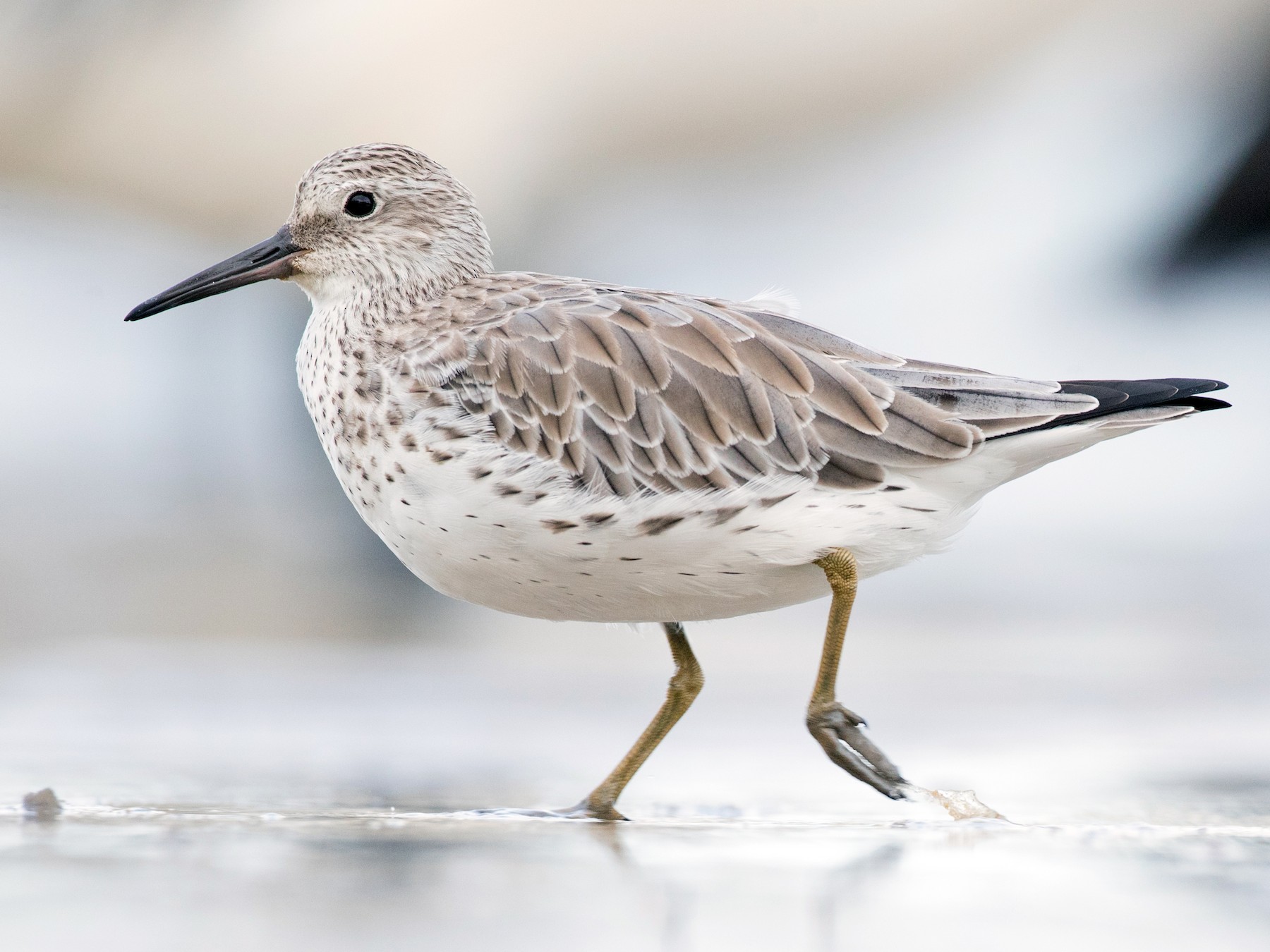 Great Knot - eBird