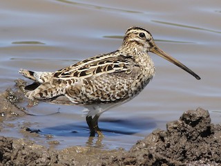 Latham's Snipe - eBird