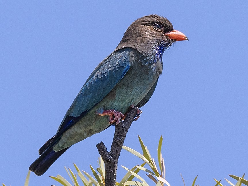 Oriental Dollarbird - eBird