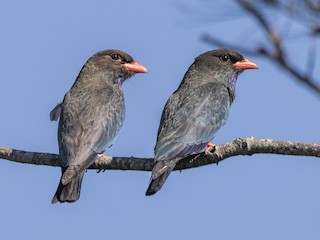Dollarbird - eBird