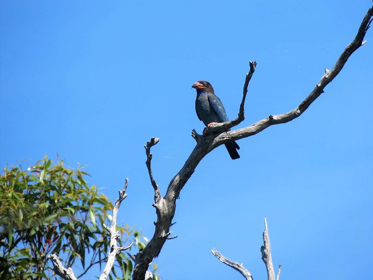 Tiong-lampu Biasa - eBird
