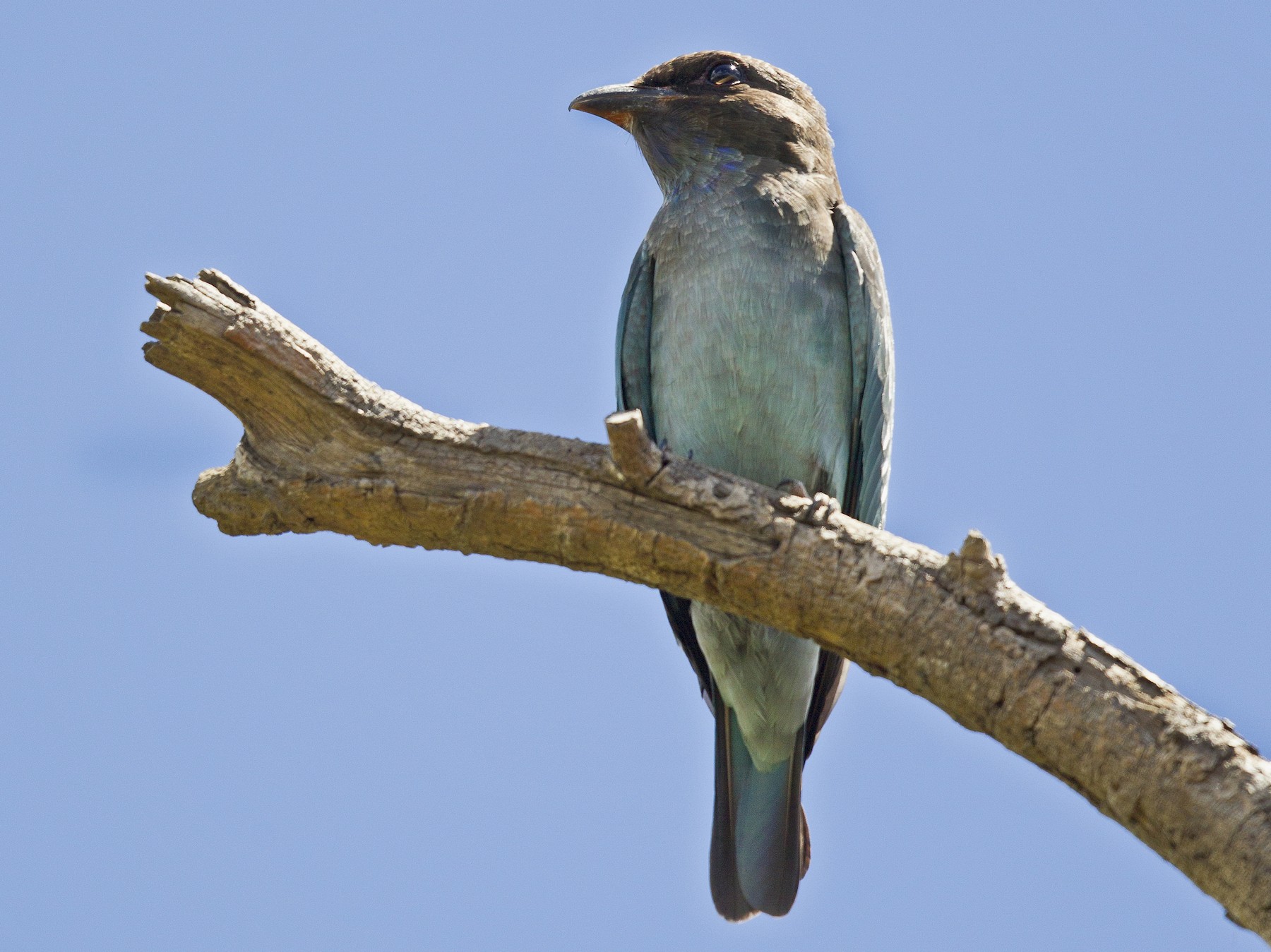 Dollarbird - eBird