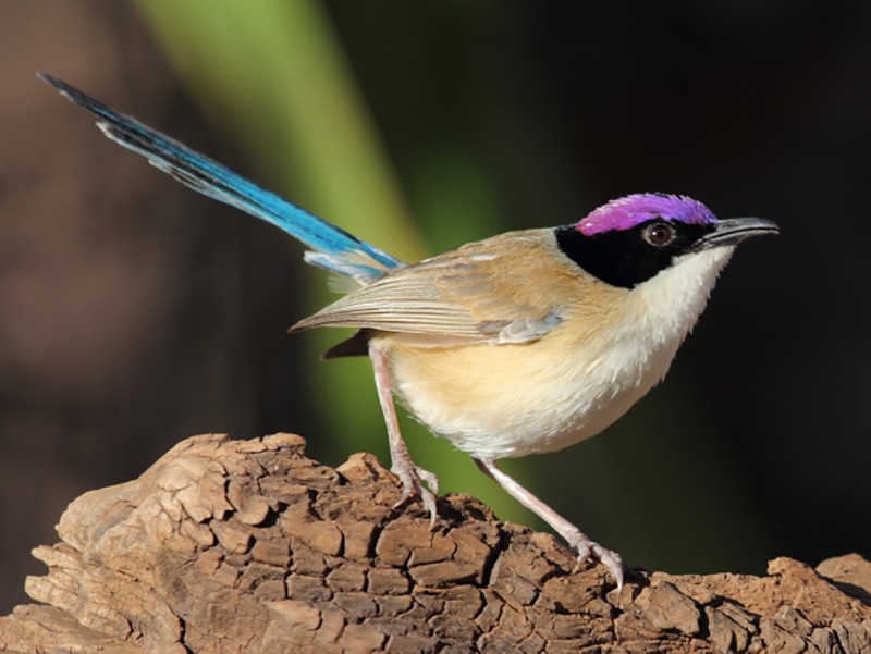 Purple-crowned Fairywren - eBird