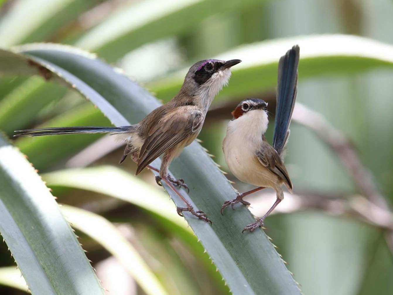 Purple-crowned Fairywren - eBird