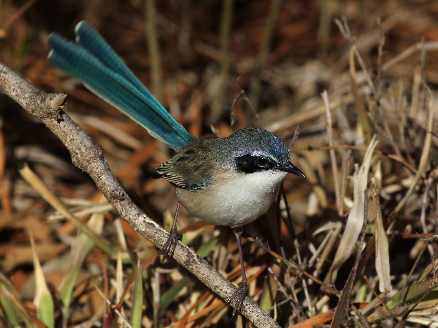 Purple-crowned Fairywren - eBird