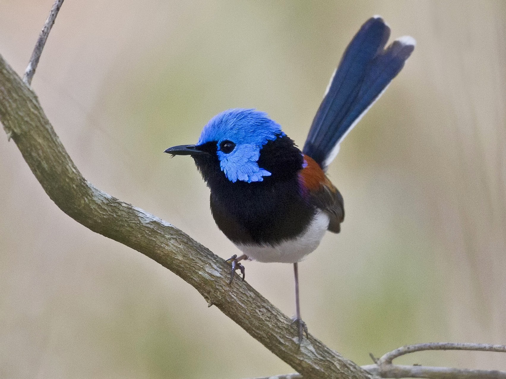 Lovely Fairywren - eBird