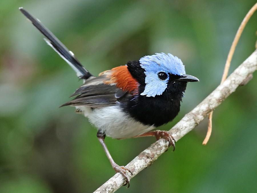 Lovely Fairywren - eBird