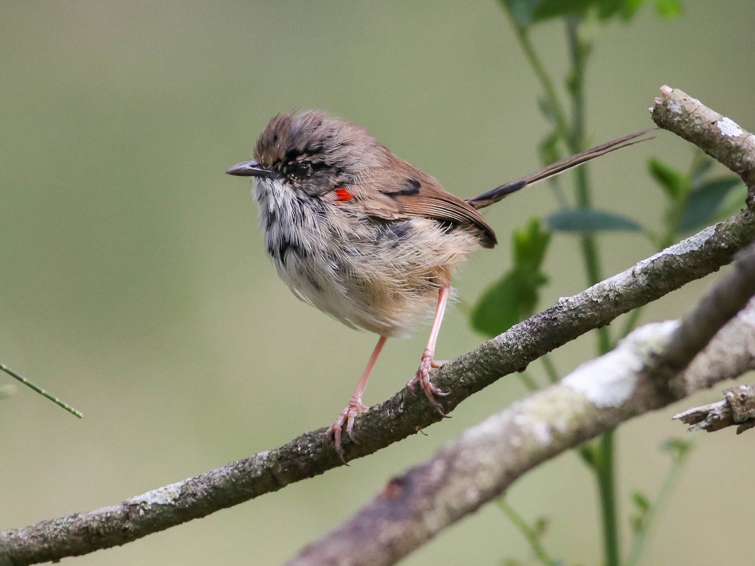 Red Backed Fairy Wren