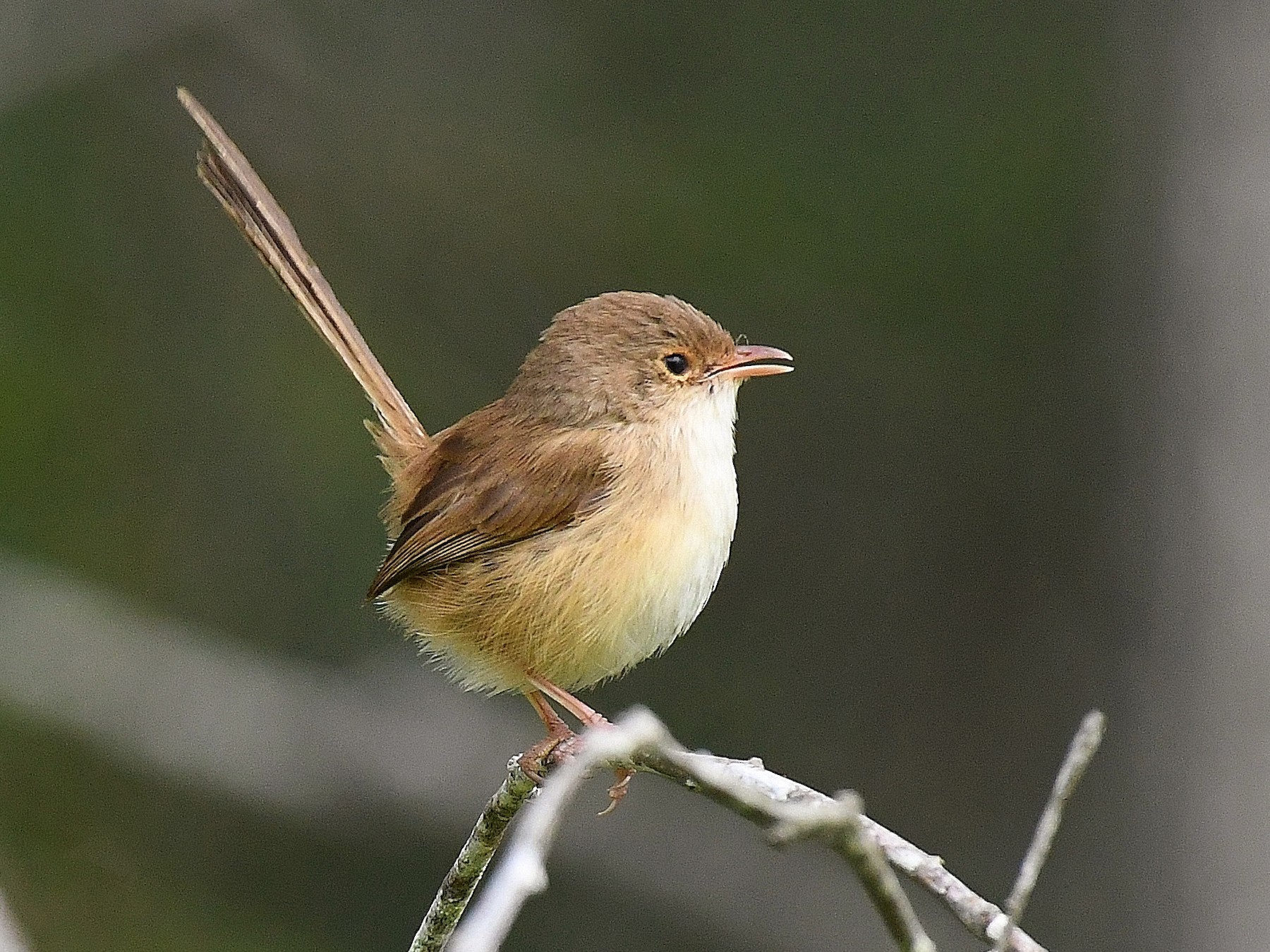 Red-backed Fairywren - eBird