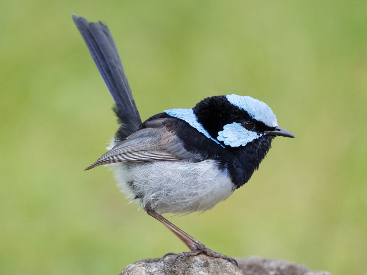 Superb Fairywren - Malurus cyaneus - Birds of the World