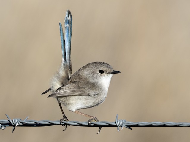 Photos - White-winged Fairywren - Malurus leucopterus - Birds of the World