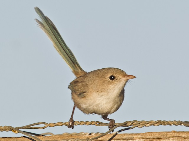 Photos - White-winged Fairywren - Malurus leucopterus - Birds of the World