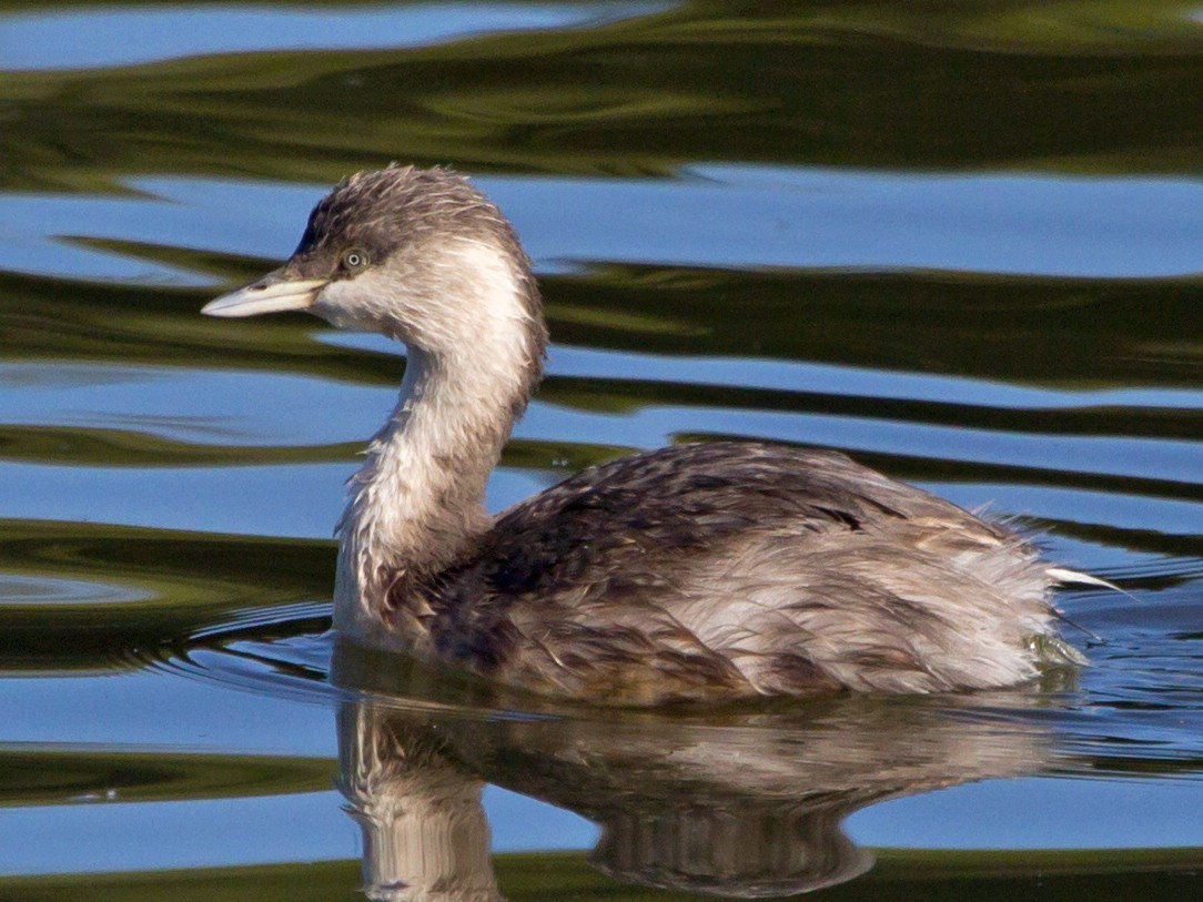 Hoary-headed Grebe - eBird